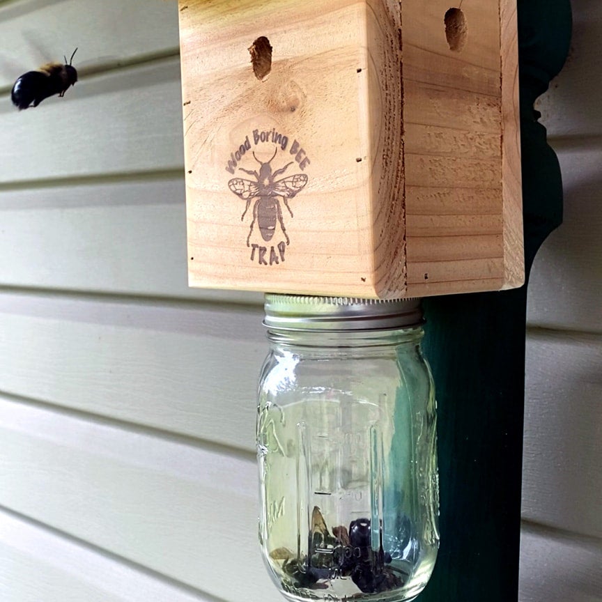 carpenter bee traps